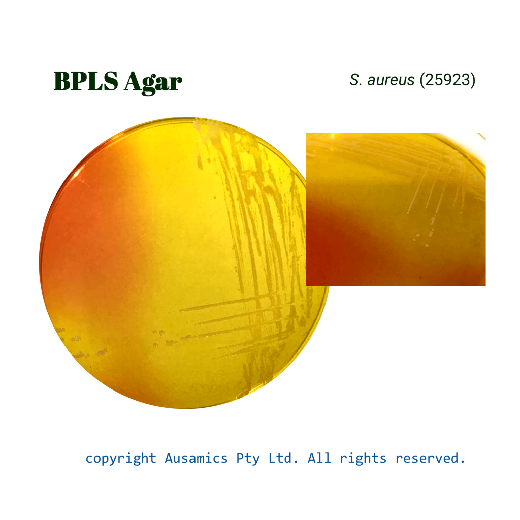 Brilliant-green Phenol-red Lactose Sucrose (BPLS) Agar | AuSaMicS
