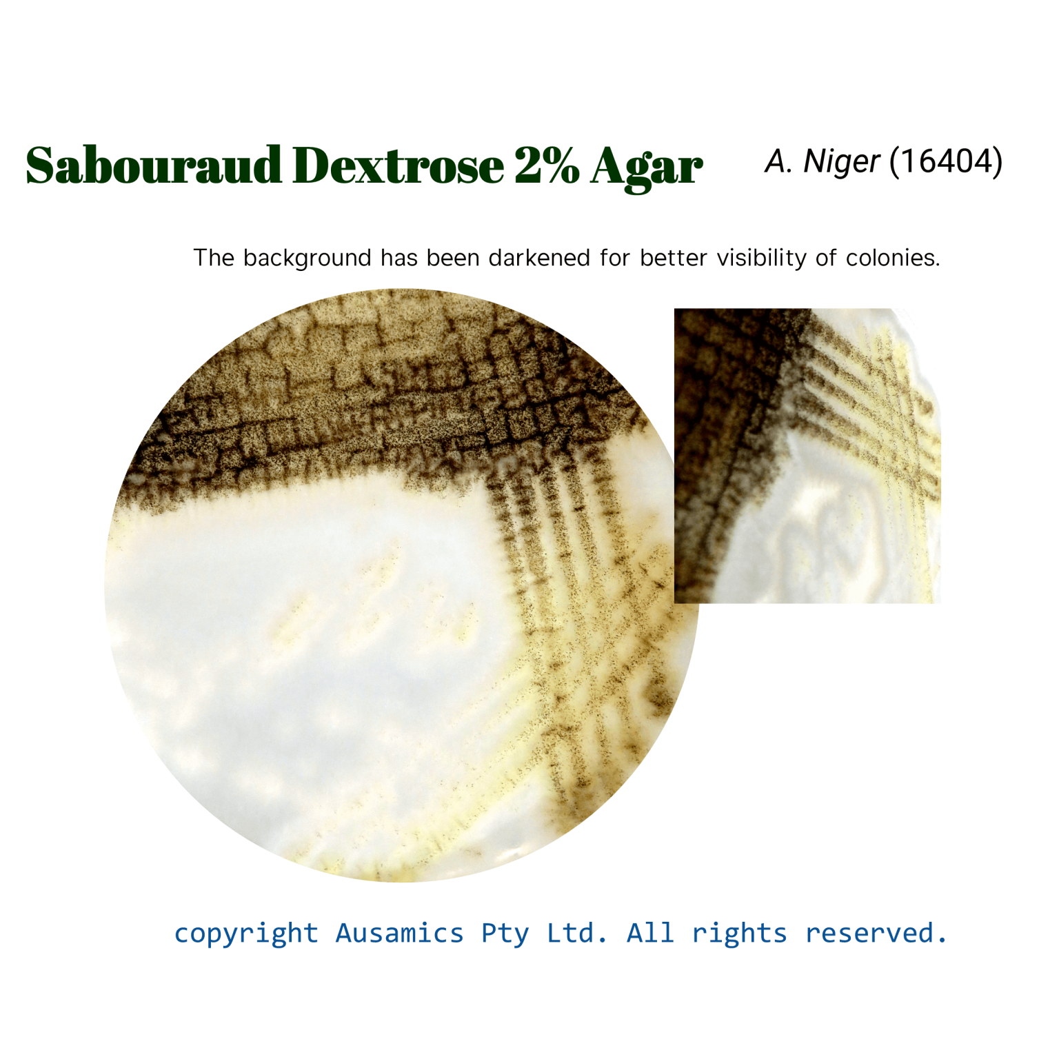 Sabouraud Dextrose Agar, SDA | AuSaMicS