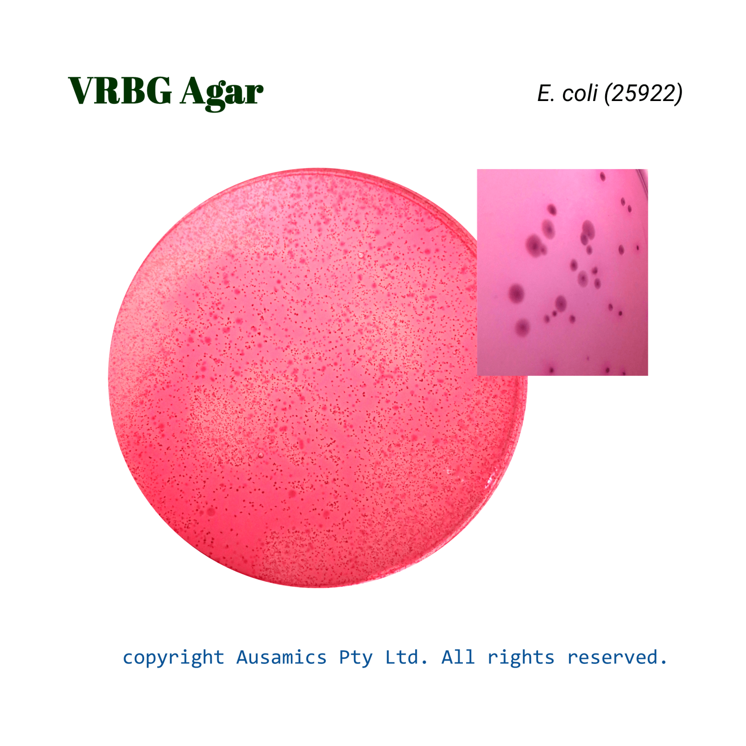 Violet Red Bile Glucose Agar, VRBGA | AuSaMicS